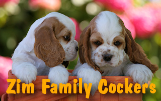 A Basic Introduction To The Cocker Spaniel